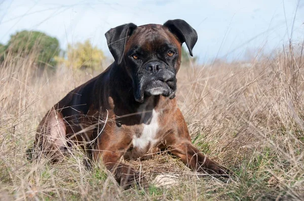 Cane boxer Stock Photos, Royalty Free Cane boxer Images | Depositphotos