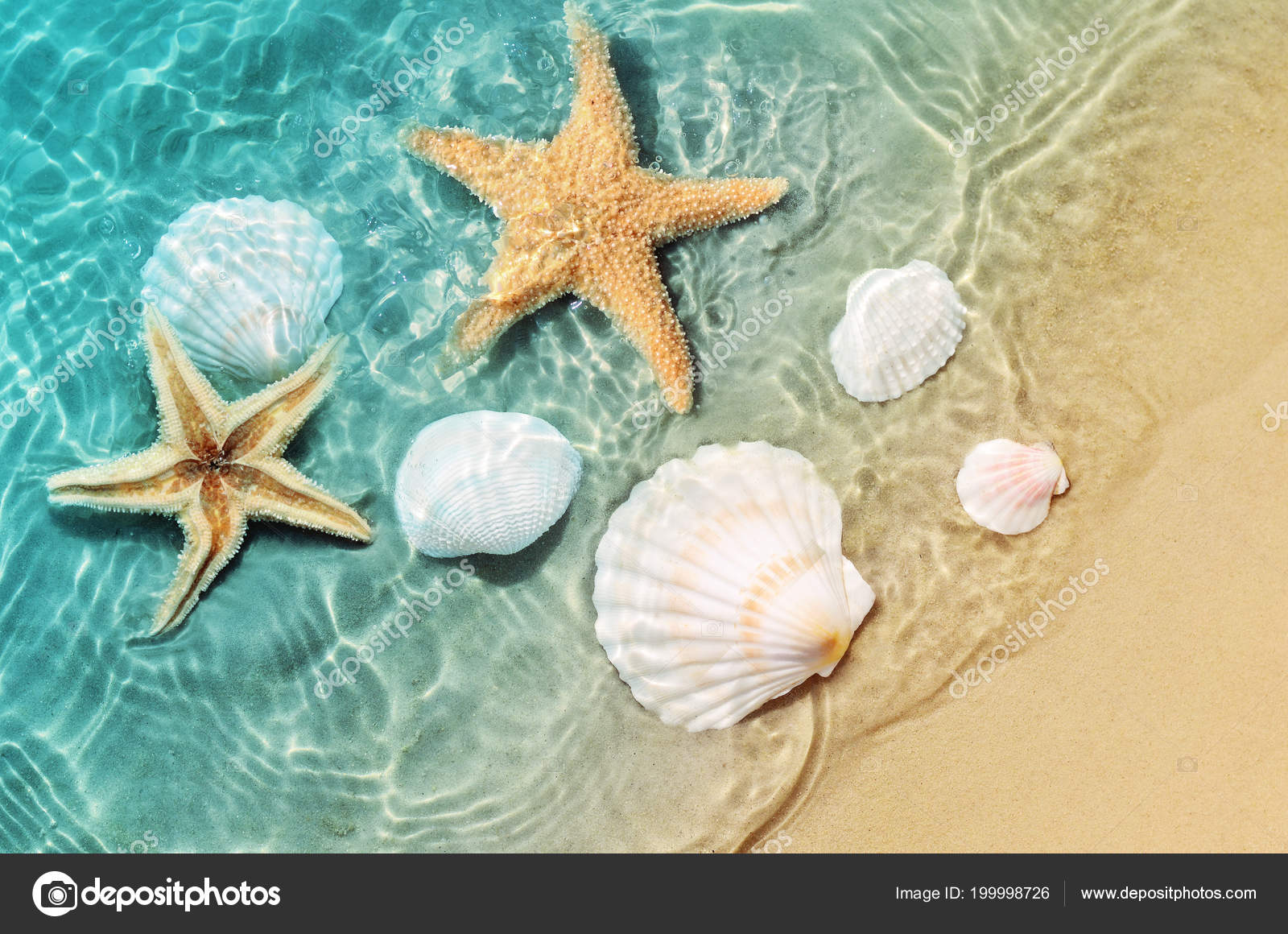 Starfish Seashell Summer Beach Sea Water Summer Background Summer Time ...