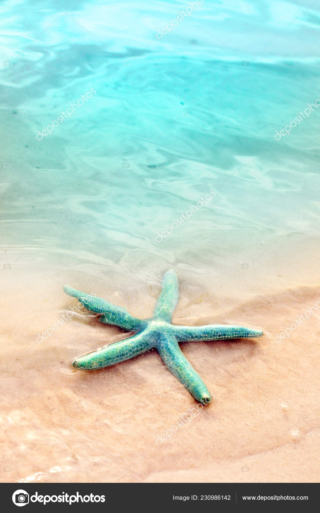 Starfish Beach Wallpaper