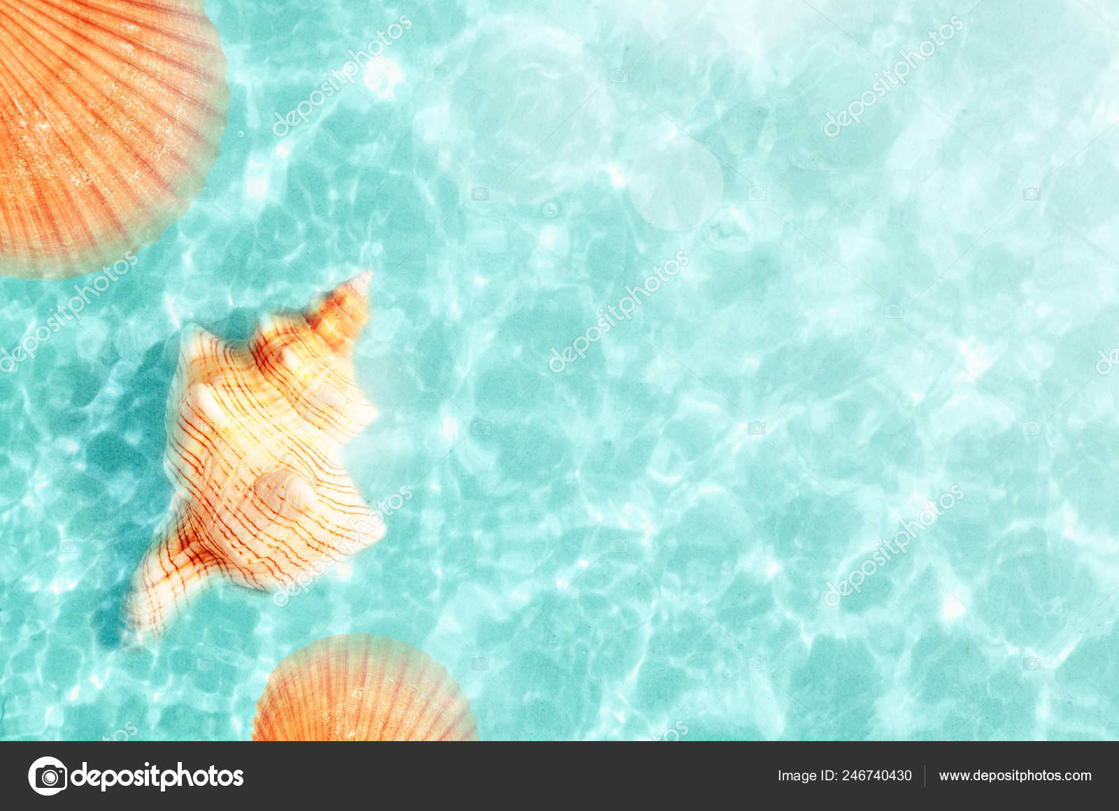 Seashell on the summer beach in sea water. Summer background. Summer ...