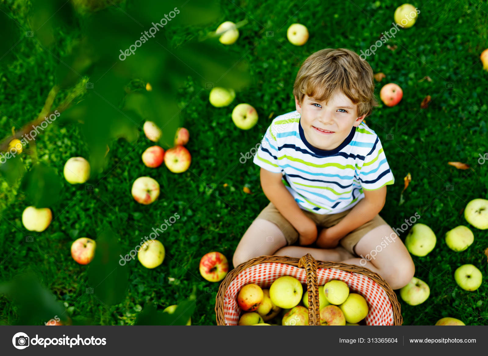 Little kid boy picking red apples on farm autumn Stock Photo by ...