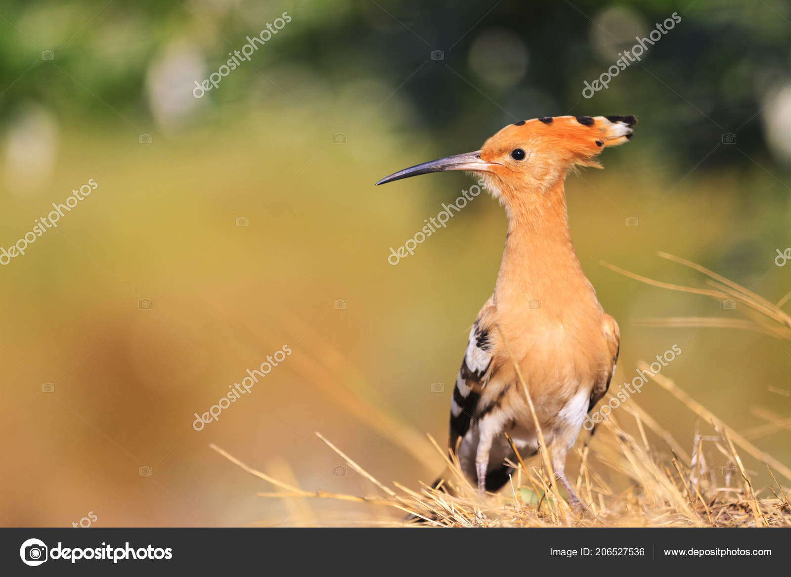 Magnificent Bird Tuft His Head Colorful Plumage Wild Birds Stock Photo ...