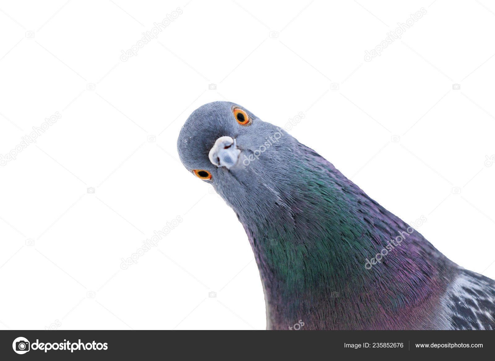 Dove Interesting Looks Camera Interesting Animals — Stock Photo ...