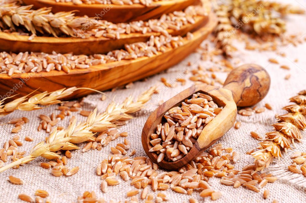 Granos de trigo pelados pardos sobre un fondo textil. El concepto de ...