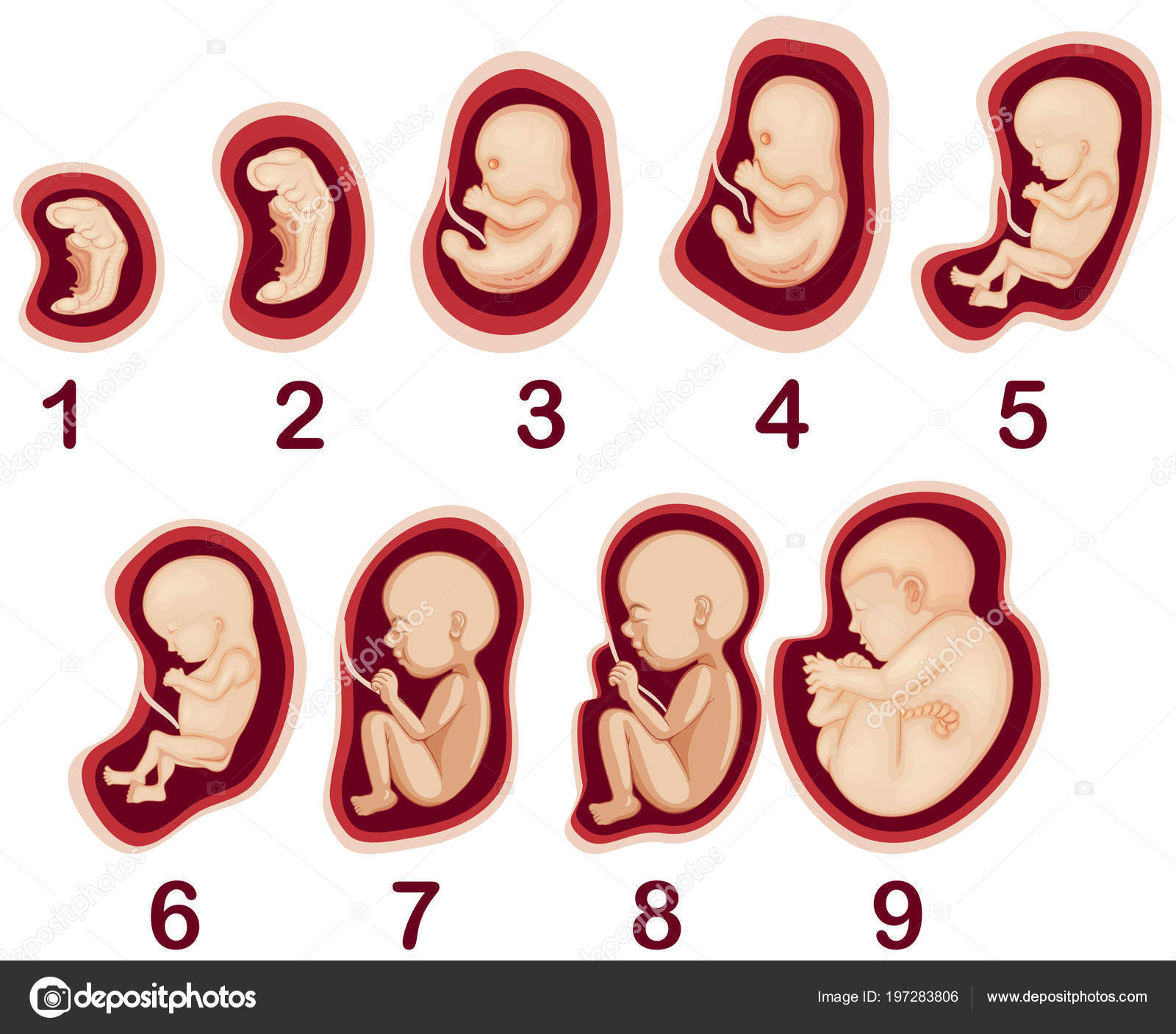 Human Zygote Development Stages