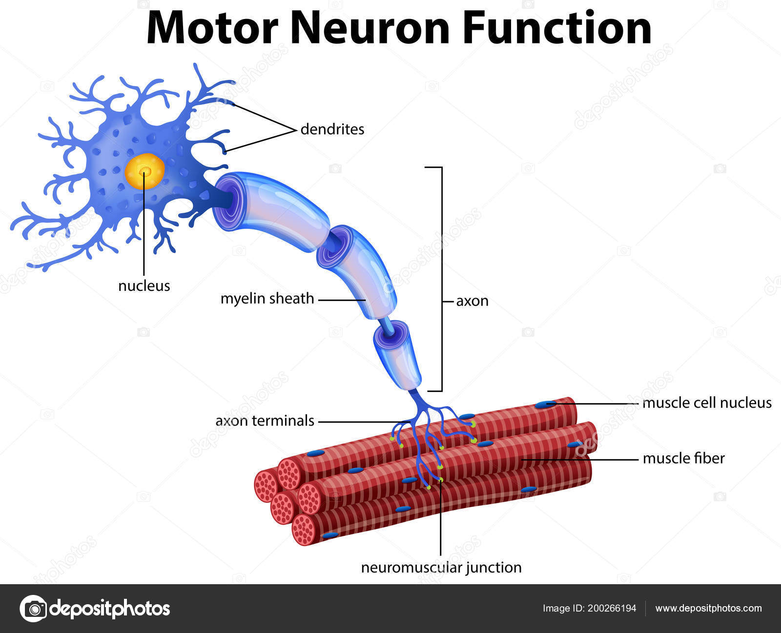 Vector Motor Neuron Function Illustration Stock Vector Image by ...