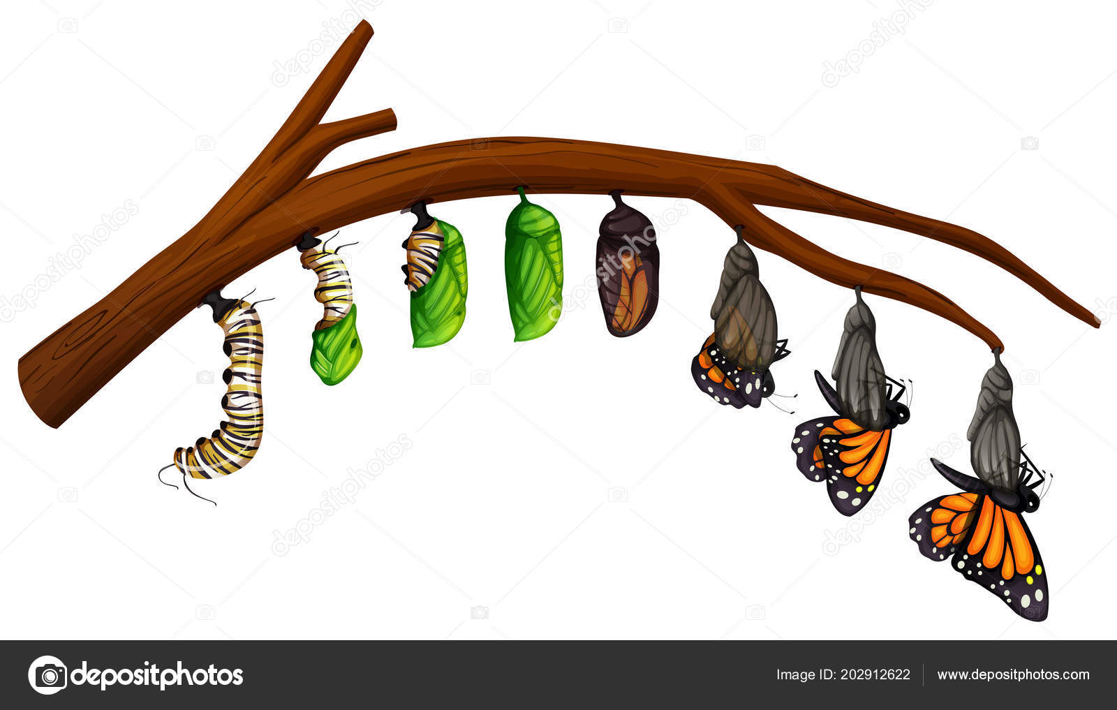 Butterfly Emerging From Cocoon Drawing