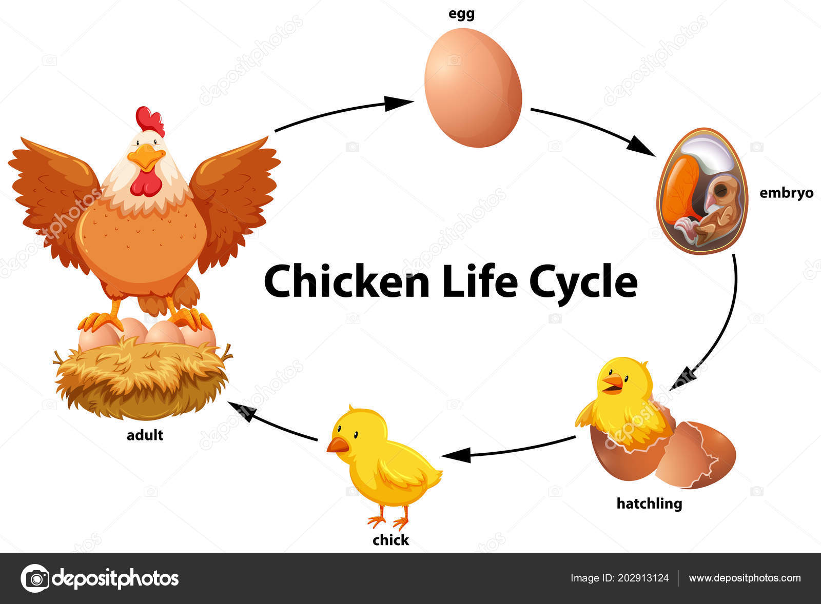 Chicken Life Cycle Diagram Illustration Stock Vector Image By