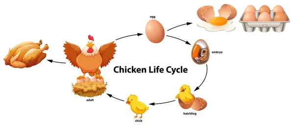 72 Ciclo vida gallina Vector Images | Depositphotos