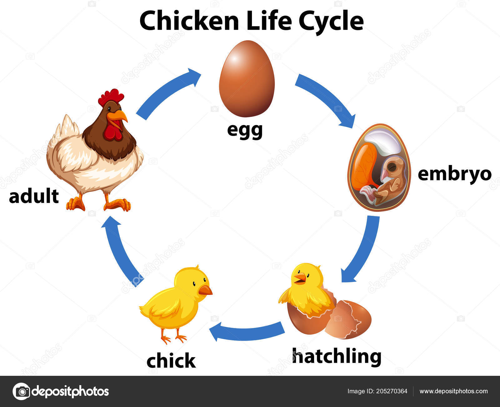 Science Chicken Life Cycle Illustration Stock Vector by ©blueringmedia ...