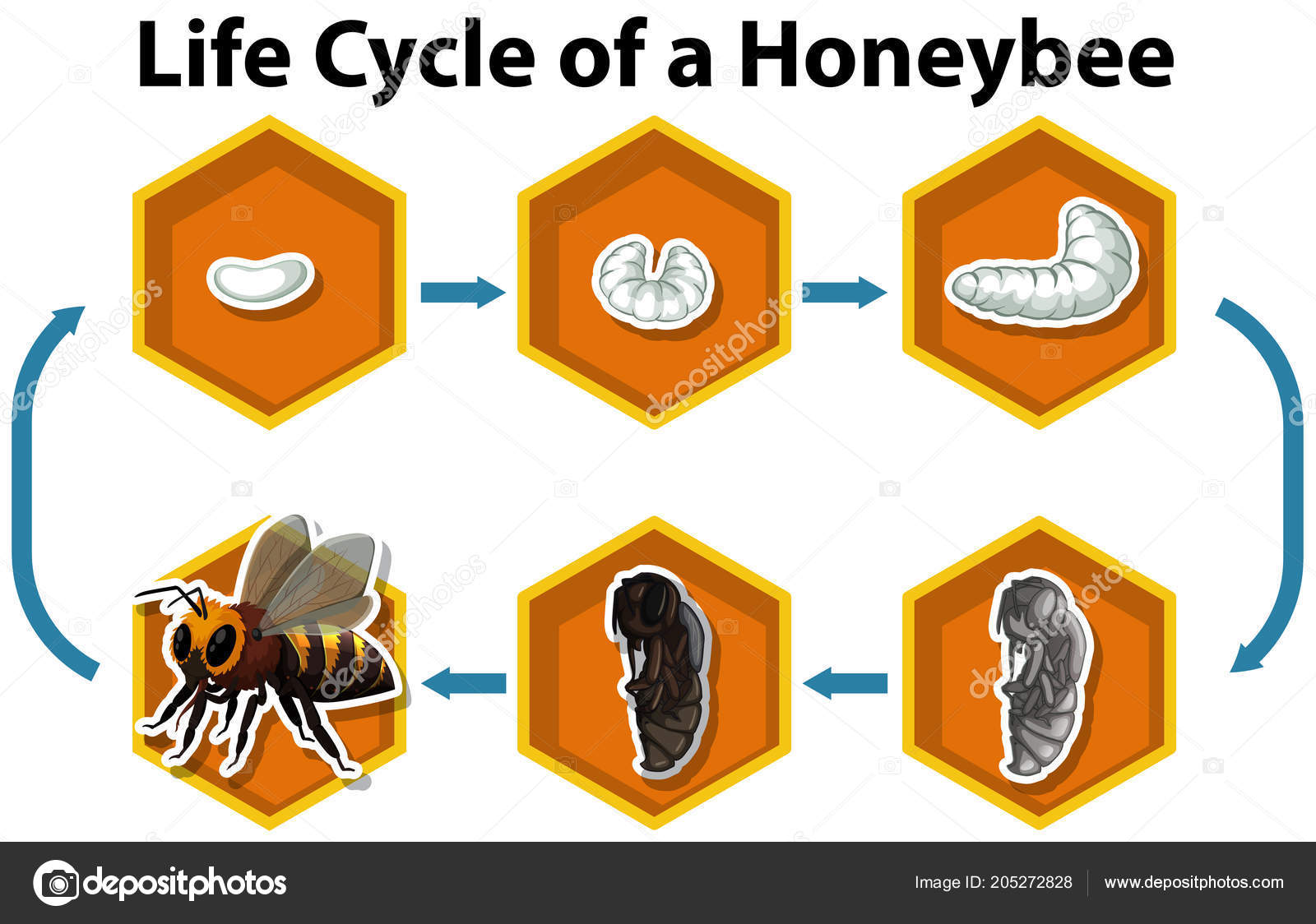 Life Cycle Honeybee Illustration Stock Vector by ©blueringmedia 205272828