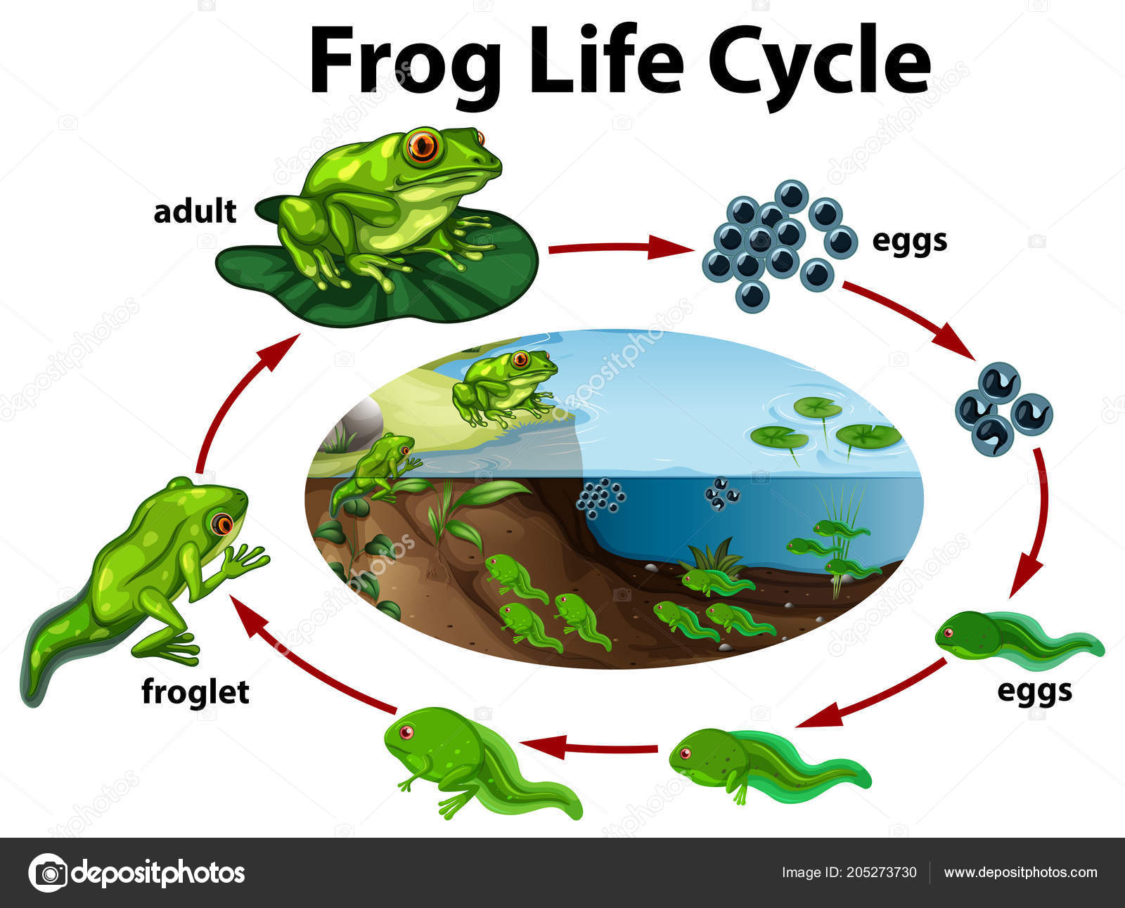Frog Life Cycle Illustration Stock Vector by ©blueringmedia 205273730 Frog Life Cycle Illustration Stock Vector by ©blueringmedia 205273730
