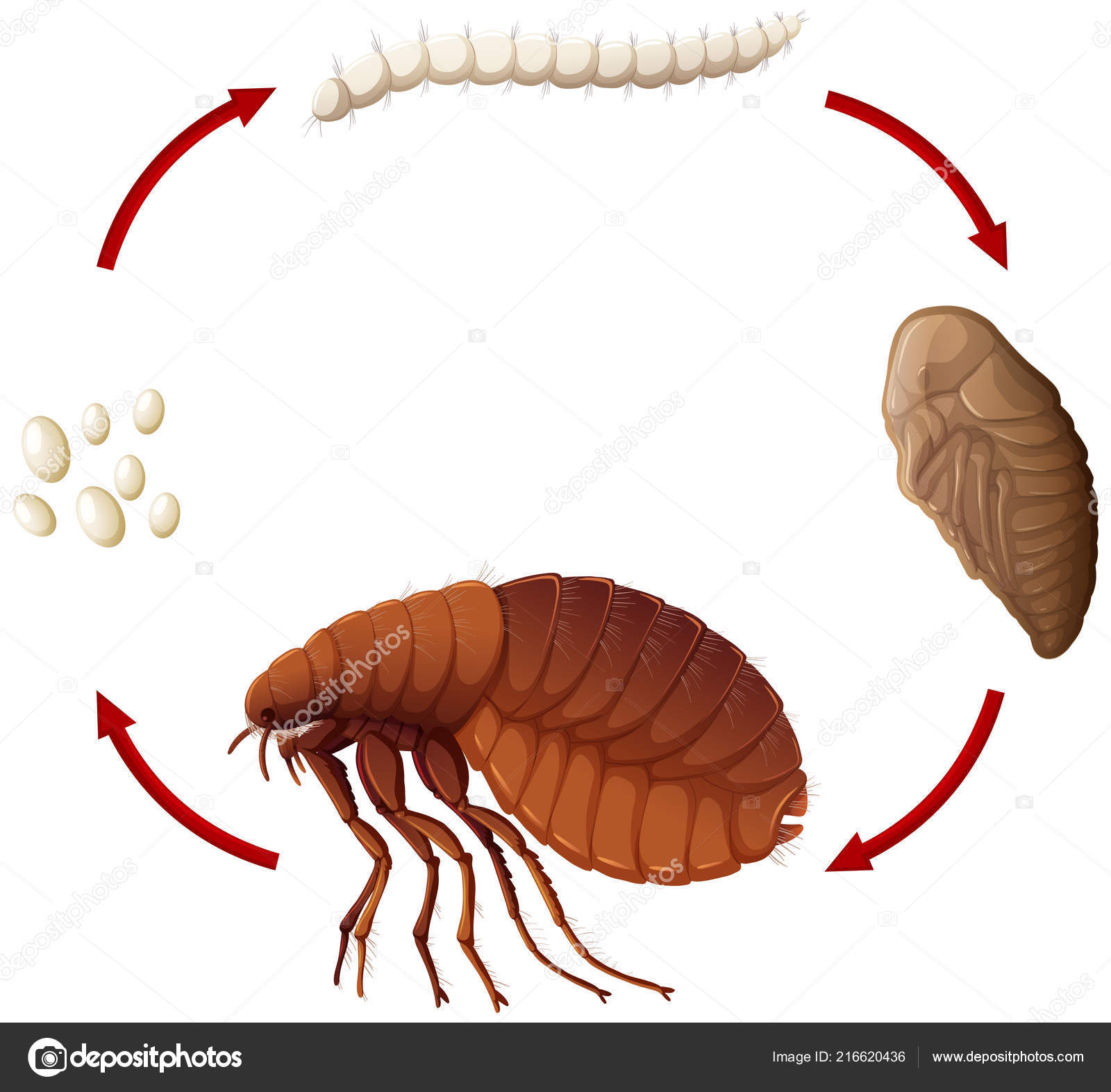 Life Cycle Flea Illustration Stock Vector Image by ©blueringmedia ...