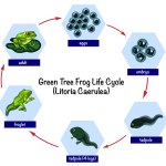 Infographic Life cycle of a frog in flat, vector Stock Illustration by ...