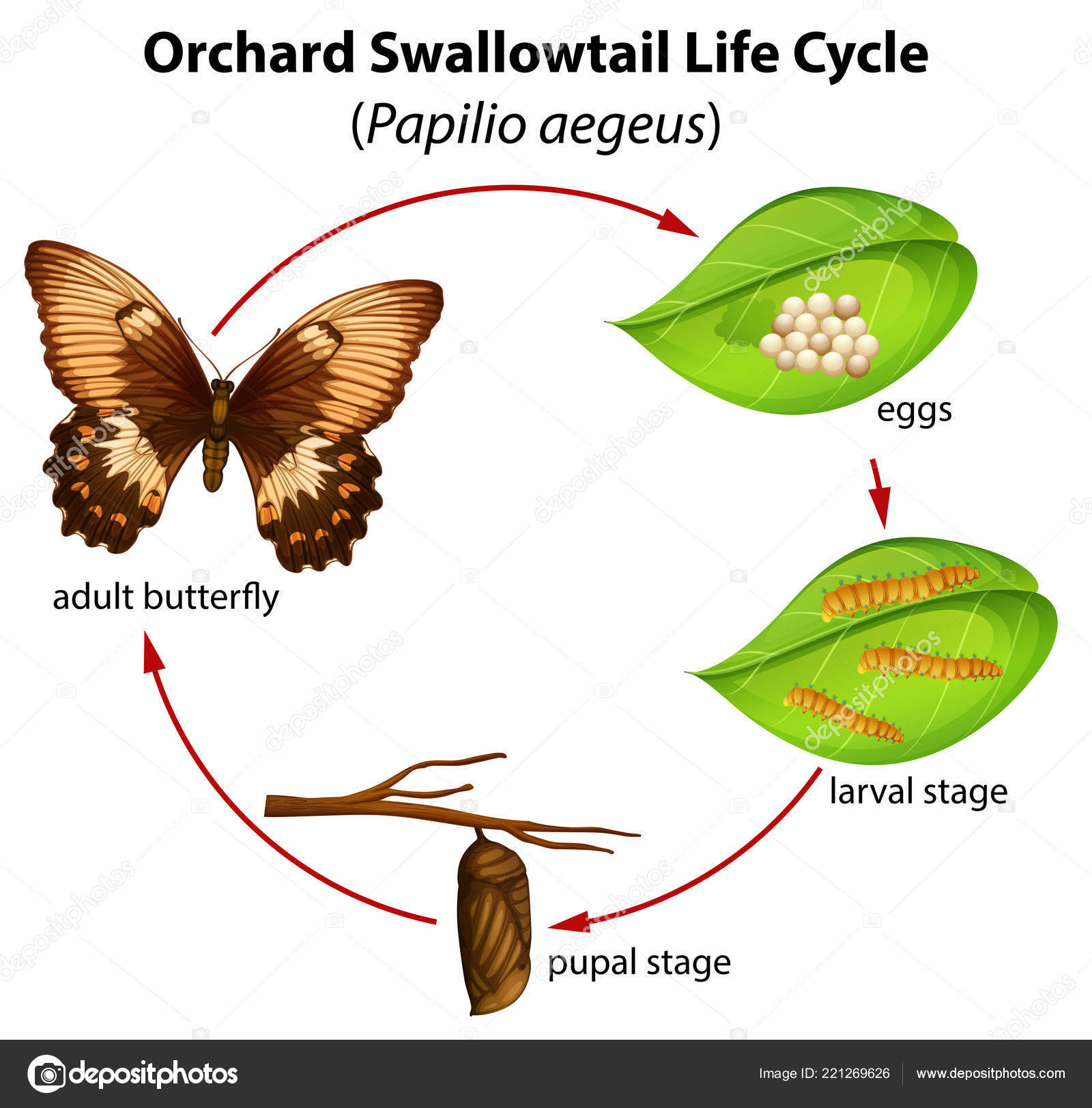 Zebra Swallowtail Butterfly Life Cycle