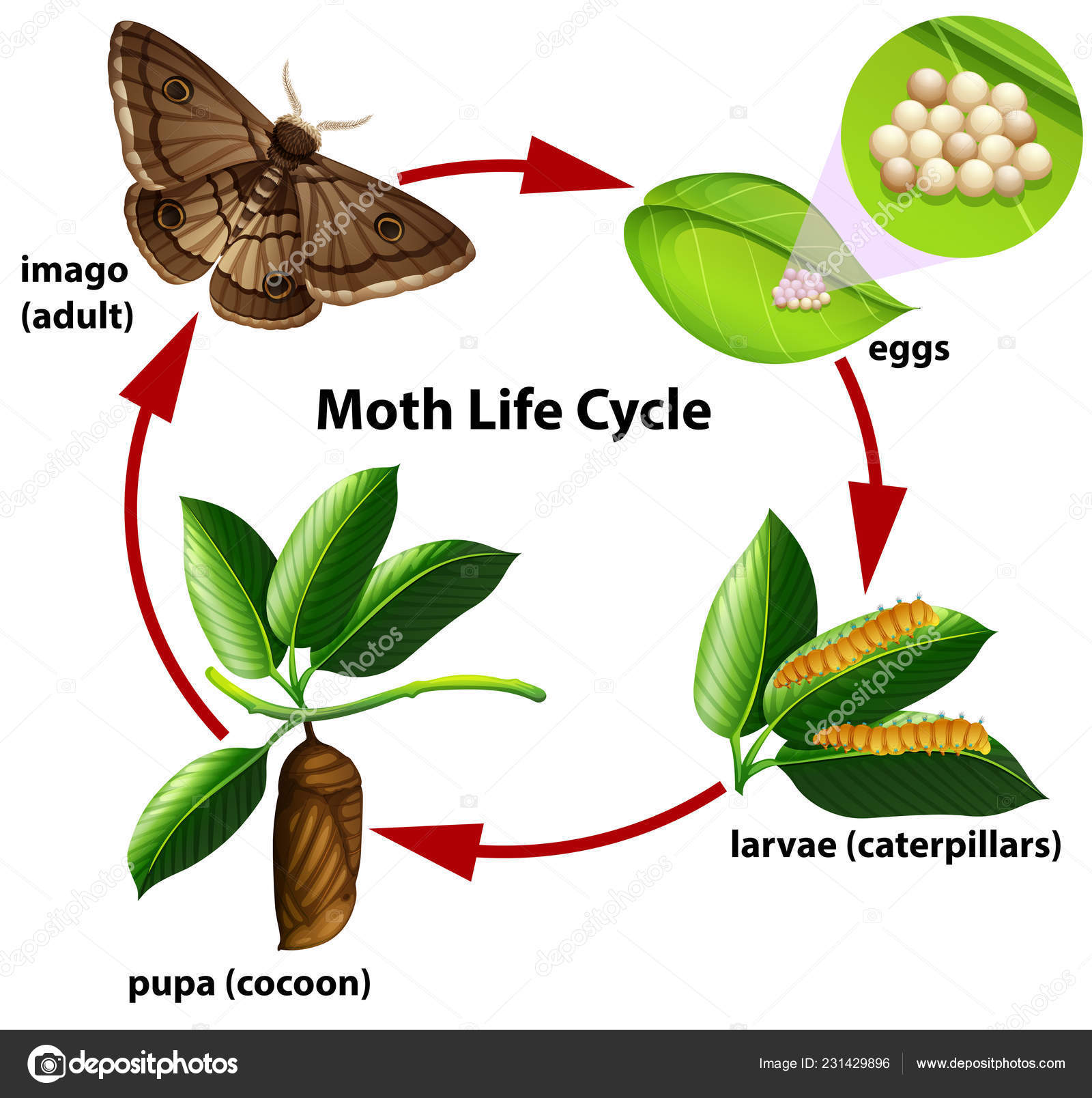 Moth Life Cycle Diagram Illustration Stock Vector Image by ...