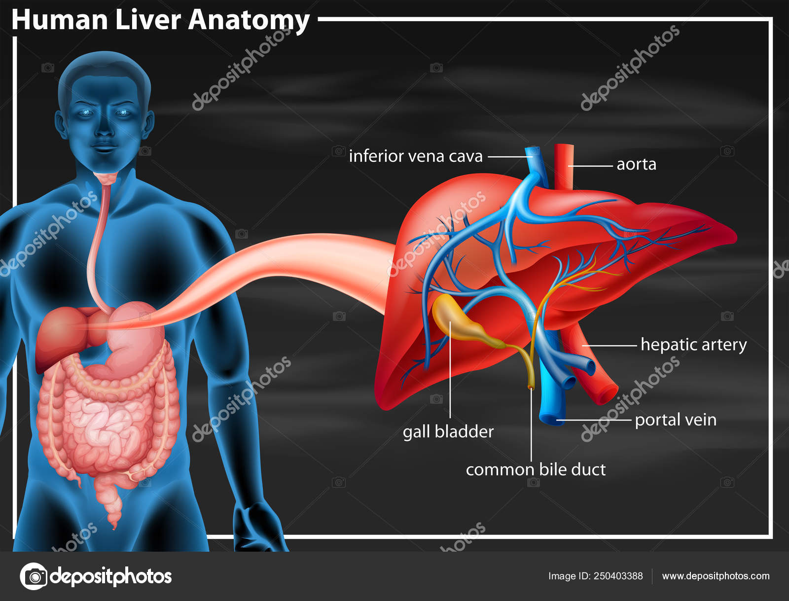Diagrama anatomía del hígado humano vector, gráfico vectorial ...