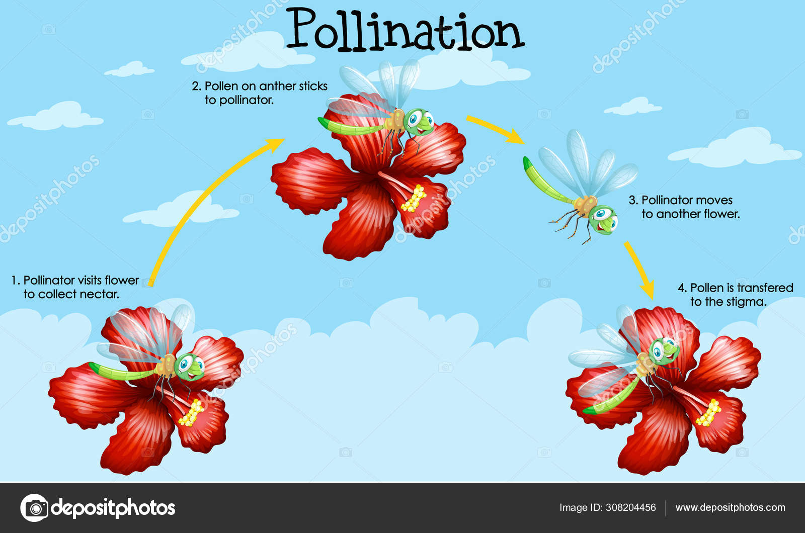 Diagrama que muestra la polinización con flores e insectos Vector de ...