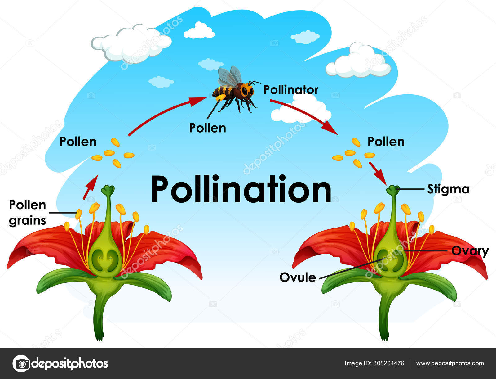 Bee Pollinating Flower Drawing | Best Flower Site