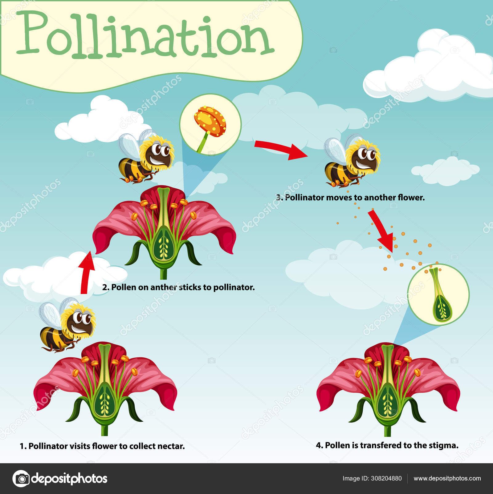 Bee Pollination Drawing