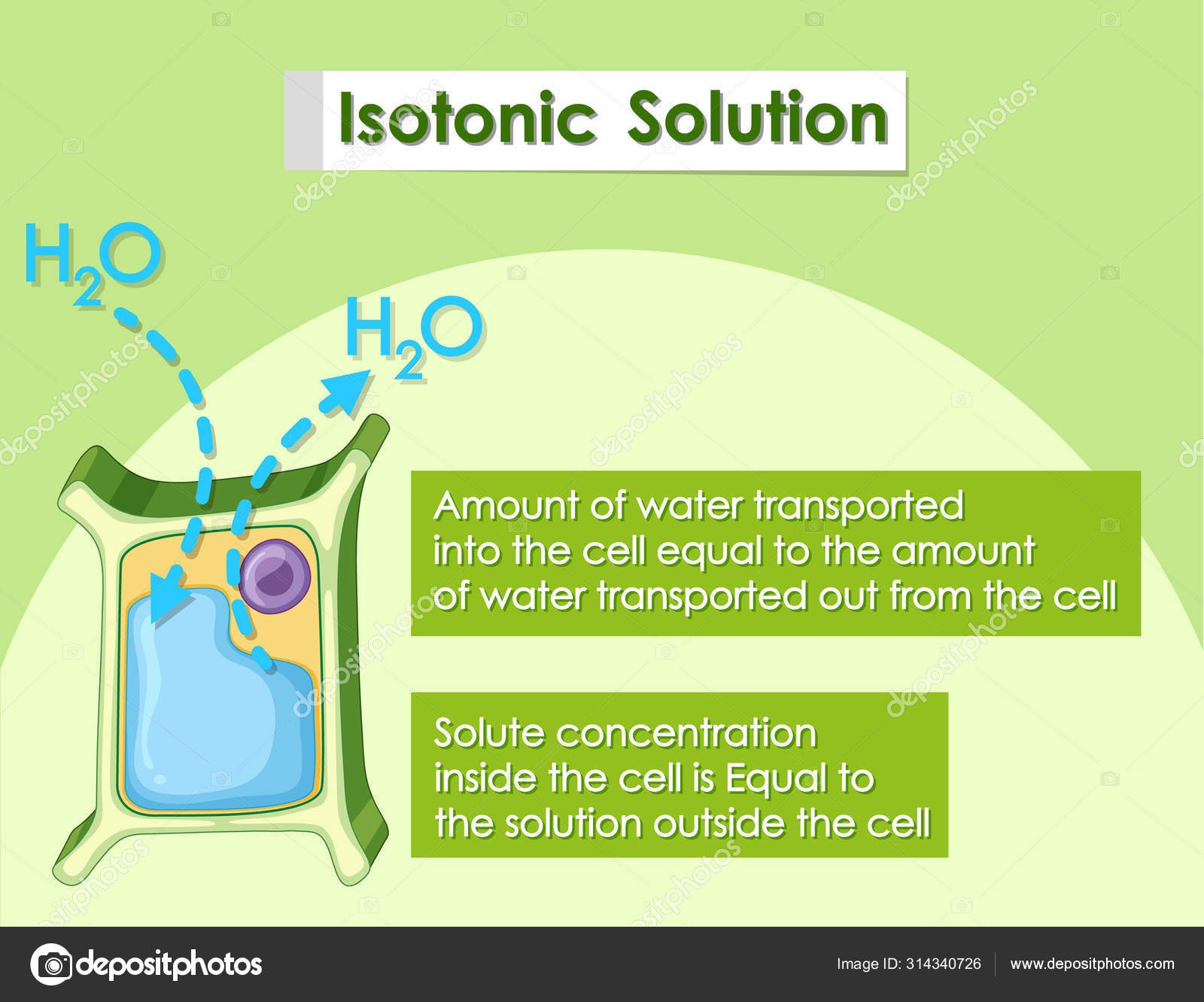Isotonic solution in plant cell Stock Vector Image by ©blueringmedia ...