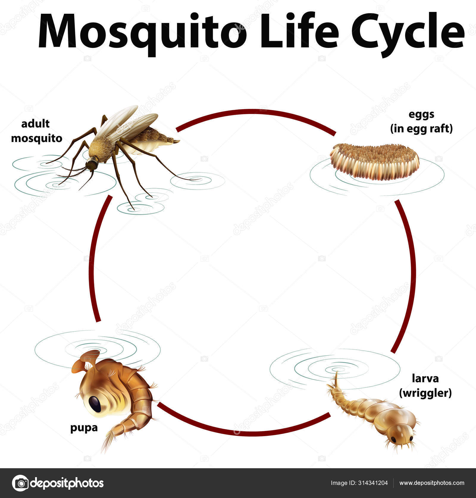 Cycle biologique des moustiques. Download Scientific Diagram