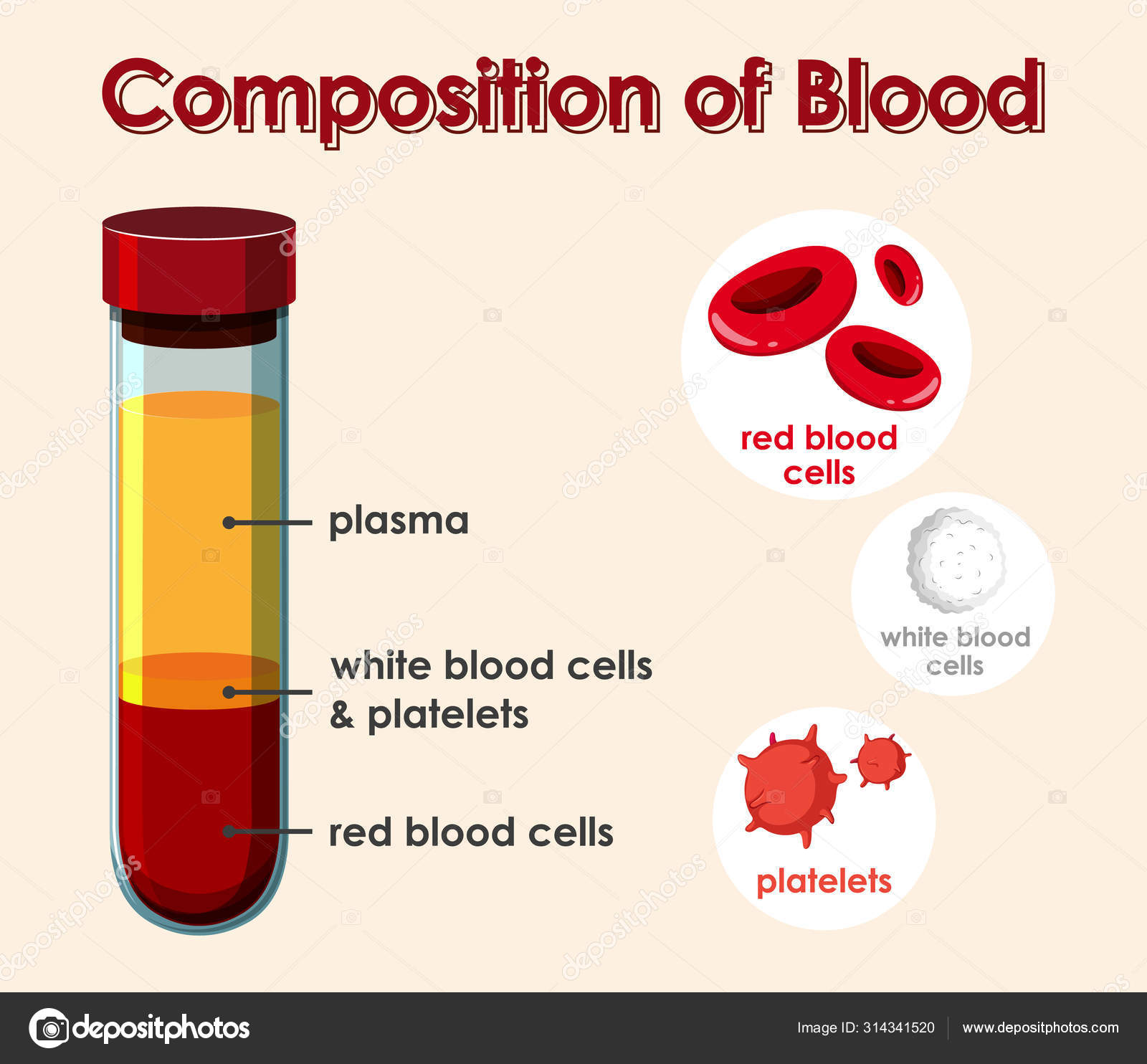 Diagram showing composition of blood Stock Vector Image by ...