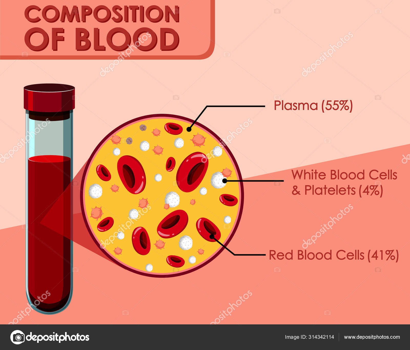 Diagram showing composition of blood Stock Vector Image by ...