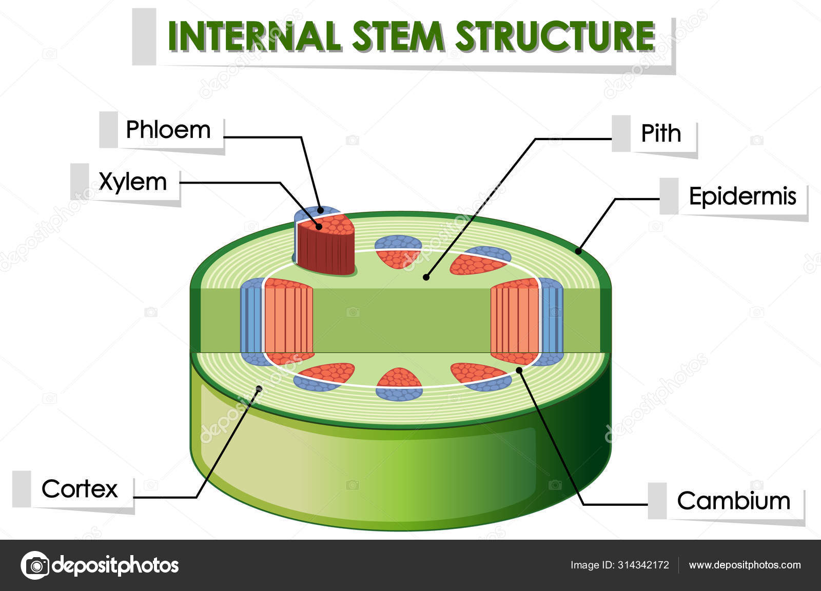 Diagram Showing Root And Stem Structure Of A Plant Stock