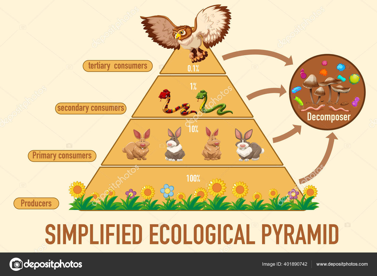 Forest Ecosystem Food Pyramid