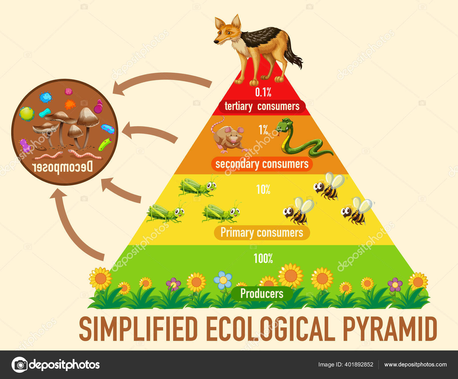 Rainforest Energy Pyramids