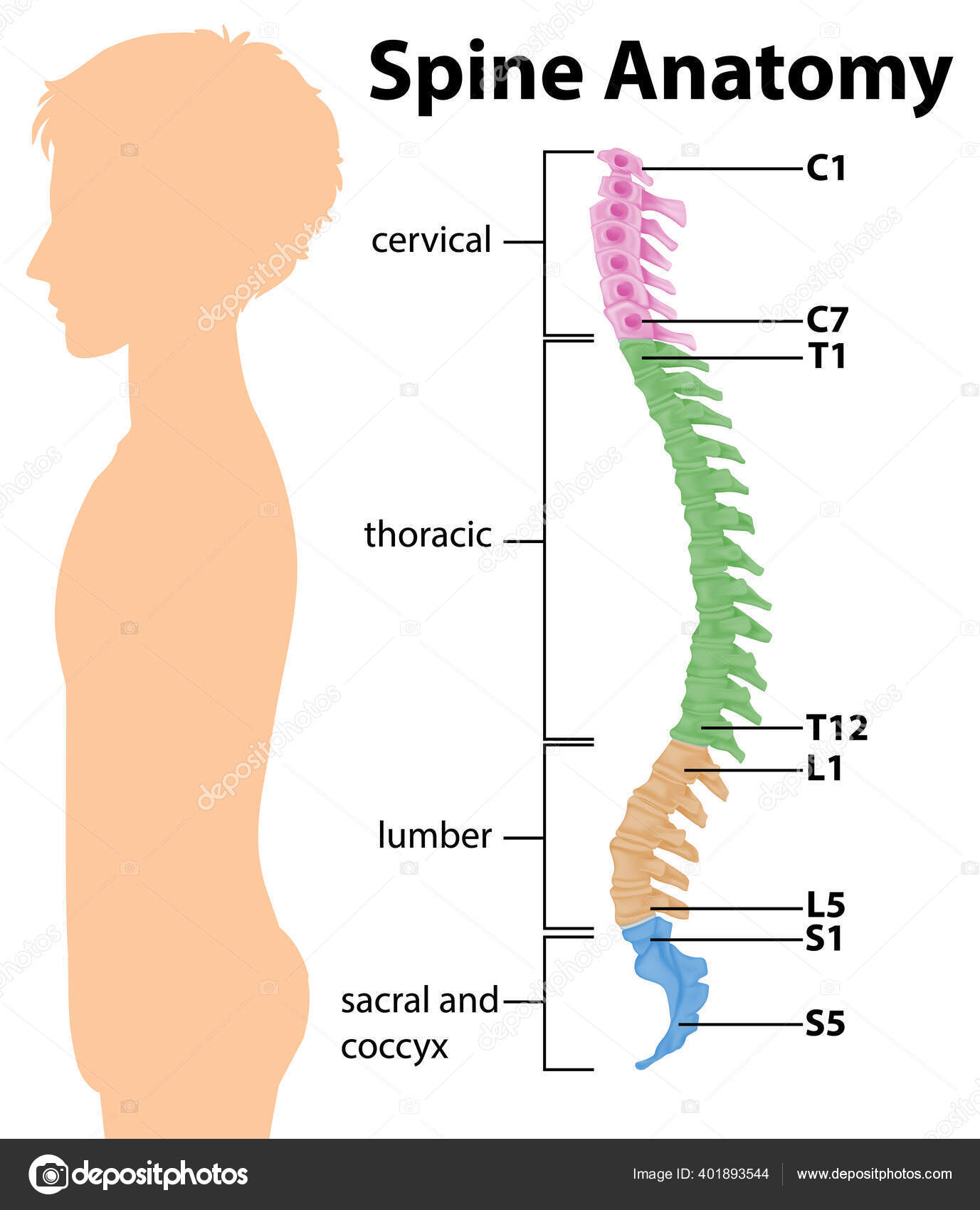 Image vectorielle Anatomie Colonne Vertébrale Des Courbes Vertébrales ...