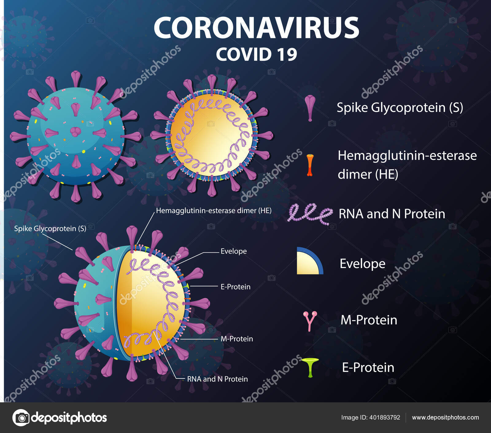 Diagrama Ilustración Estructura Partículas Del Virus Corona Vector de ...