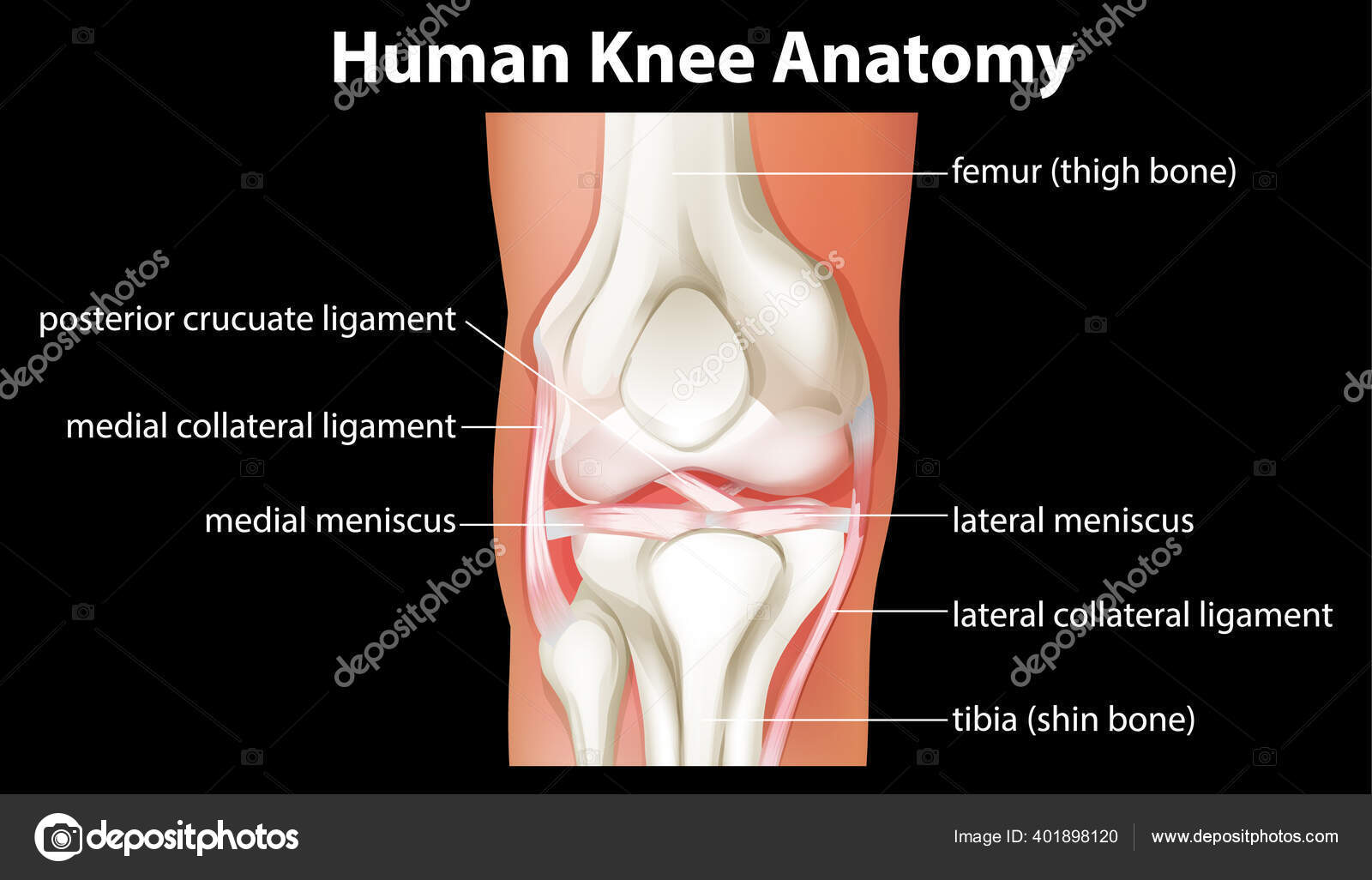 Human Knee Anatomy Diagram Illustration Stock Vector Image by ...