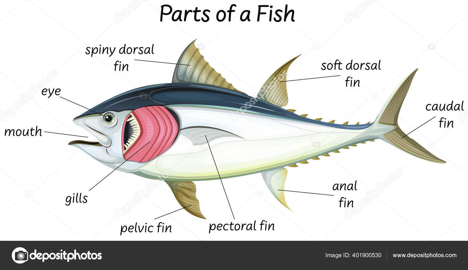 Diagrama De Anatomía Interna Del Pez