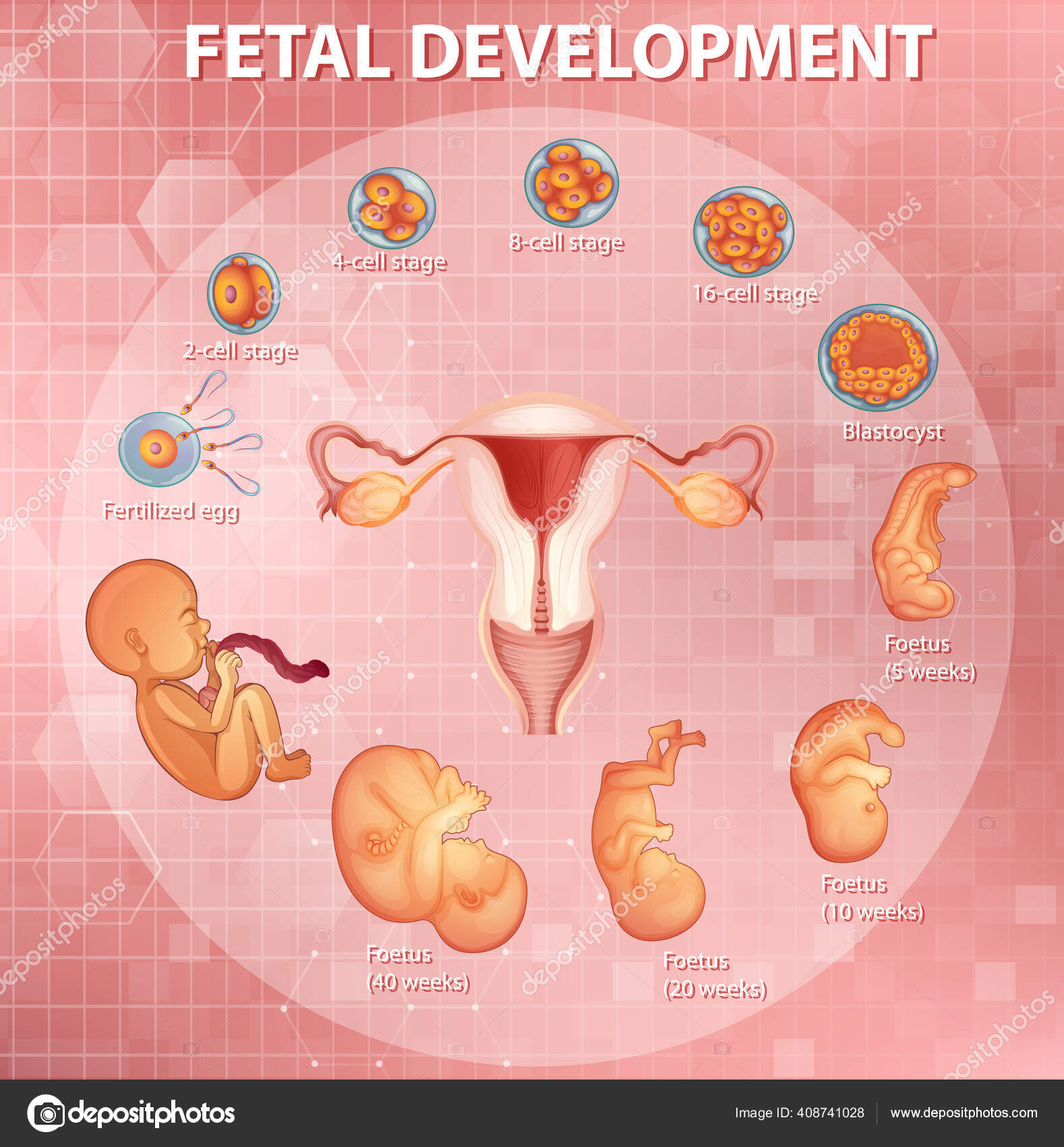 Étapes Développement Embryonnaire Humain Illustration Vecteur par ...