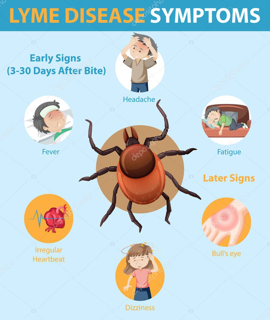 Enfermedad de Lyme síntomas información ilustración infografía 2023