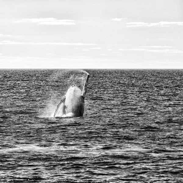 Whale logging Stock Photos, Royalty Free Whale logging Images ...