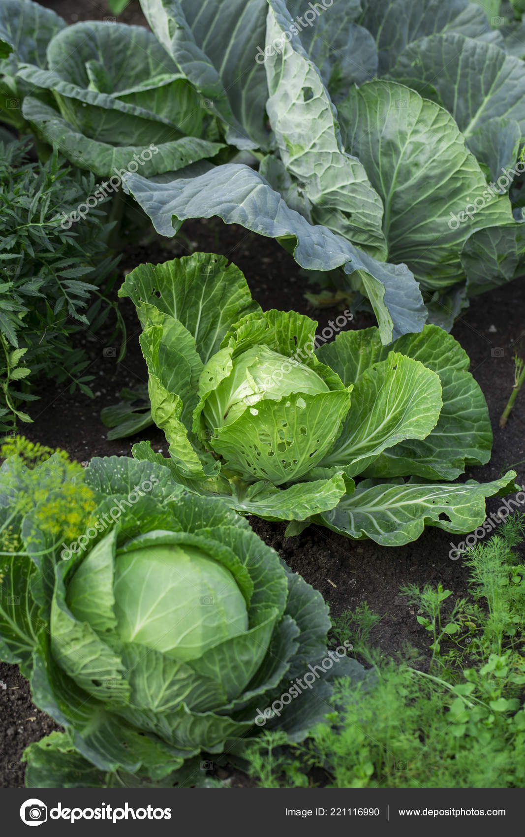 Cabbage White Background — Stock Photo © antonsov85 #221116990