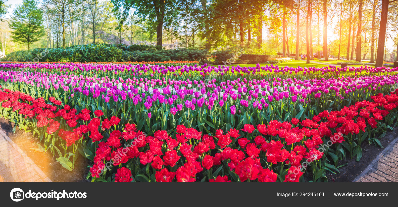 Beautiful Park Background