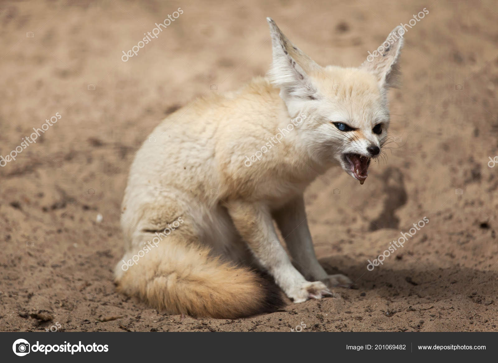 Raposas Fennec Em Estado Selvagem