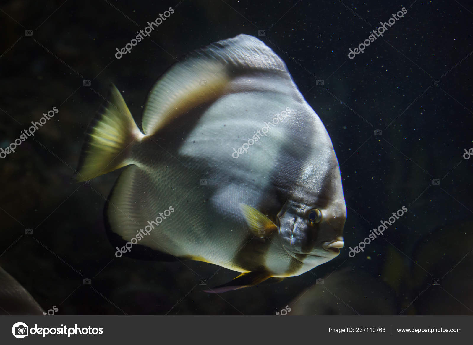 Orbic Batfish