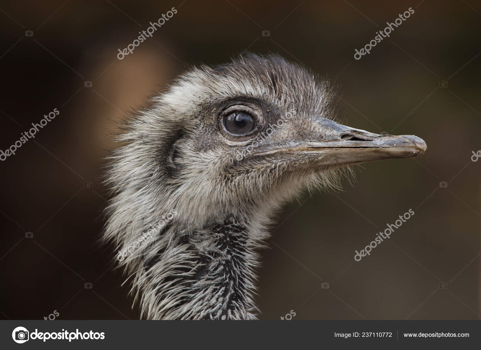 Darwin's Rhea Rhea Pennata Also Known Lesser Rhea Stock Photo by ...