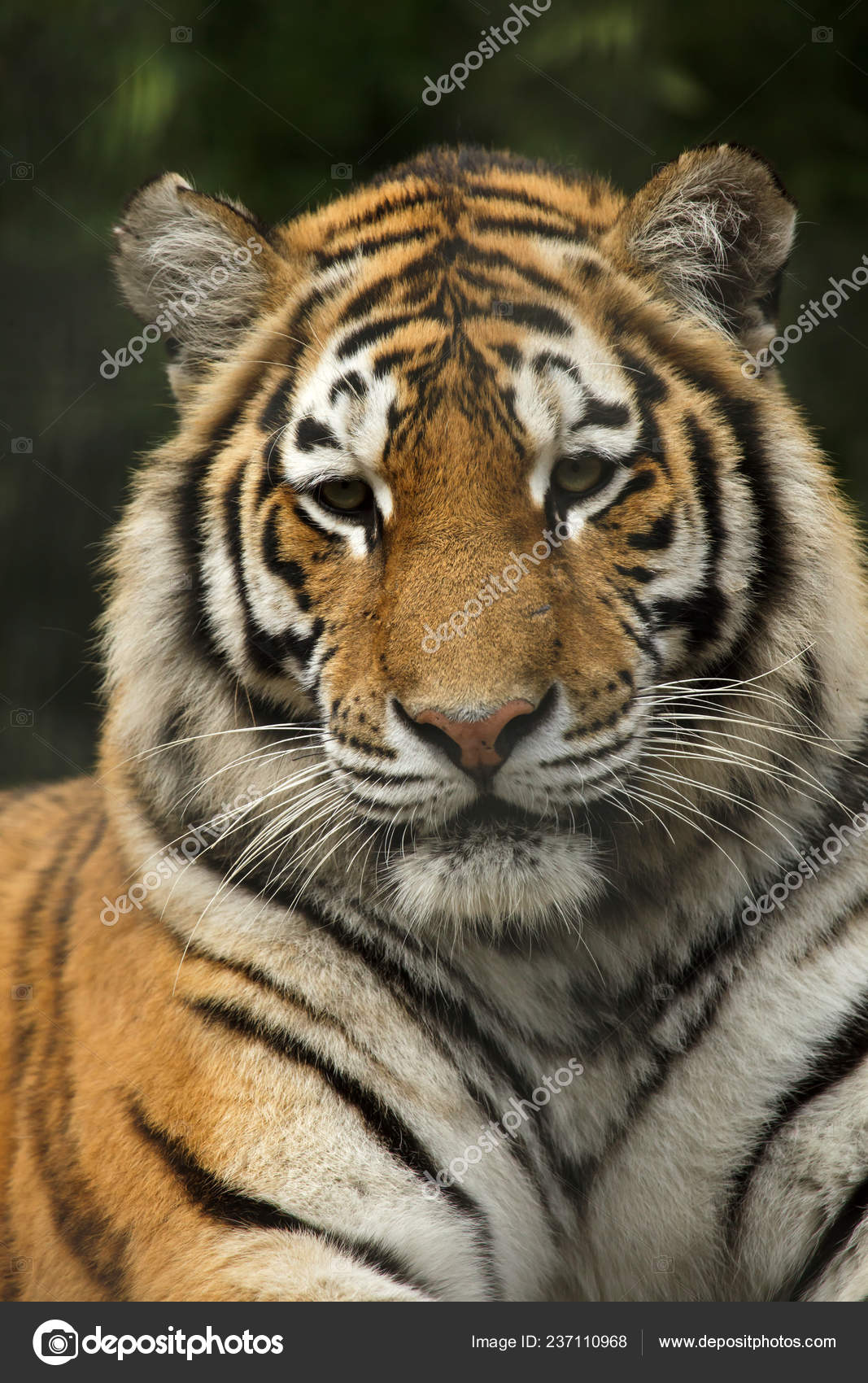 Tigre Siberiano Panthera Tigris Altaica También Conocido Como Tigre ...