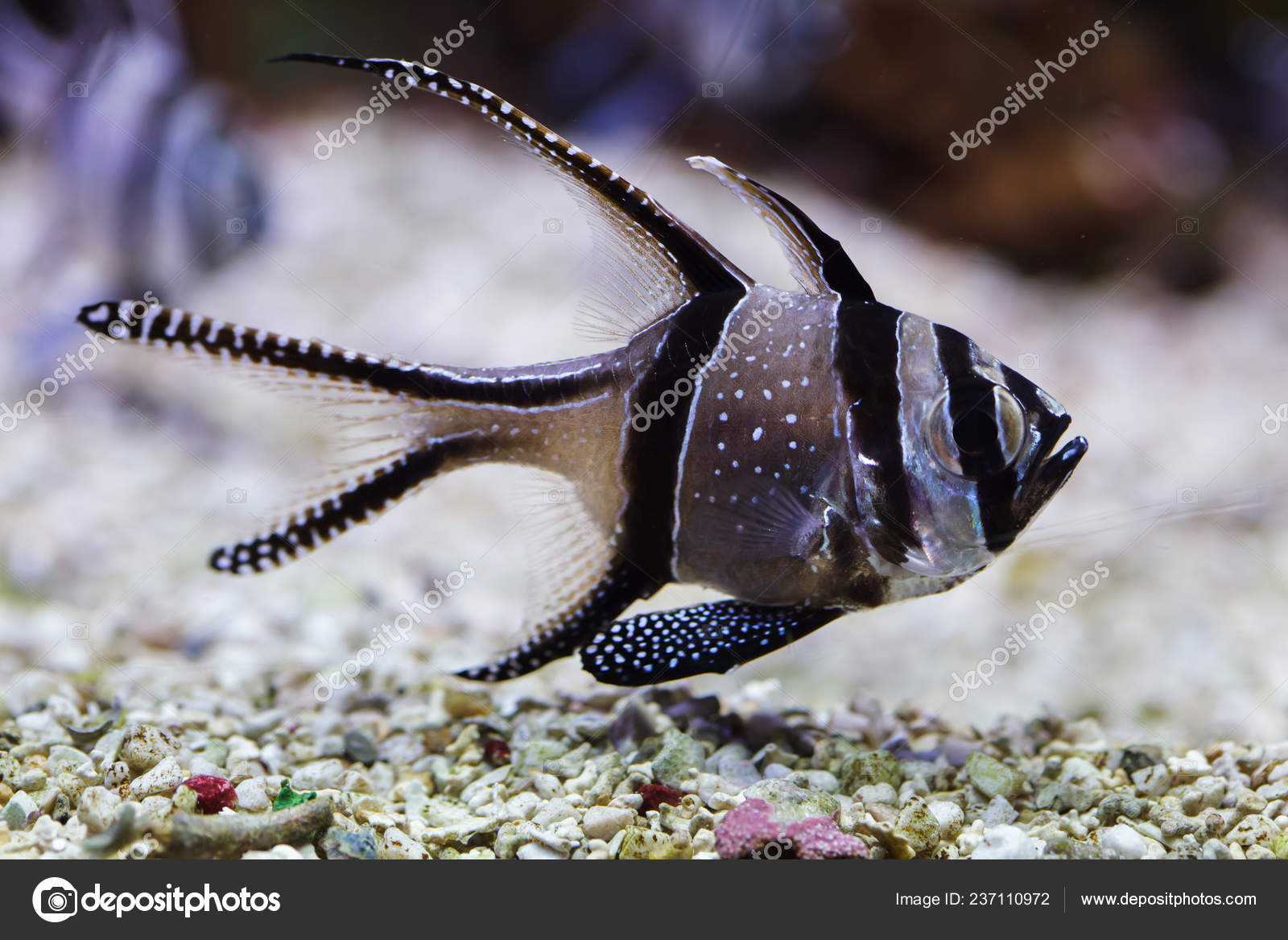 Black And White Spotted Tropical Fish