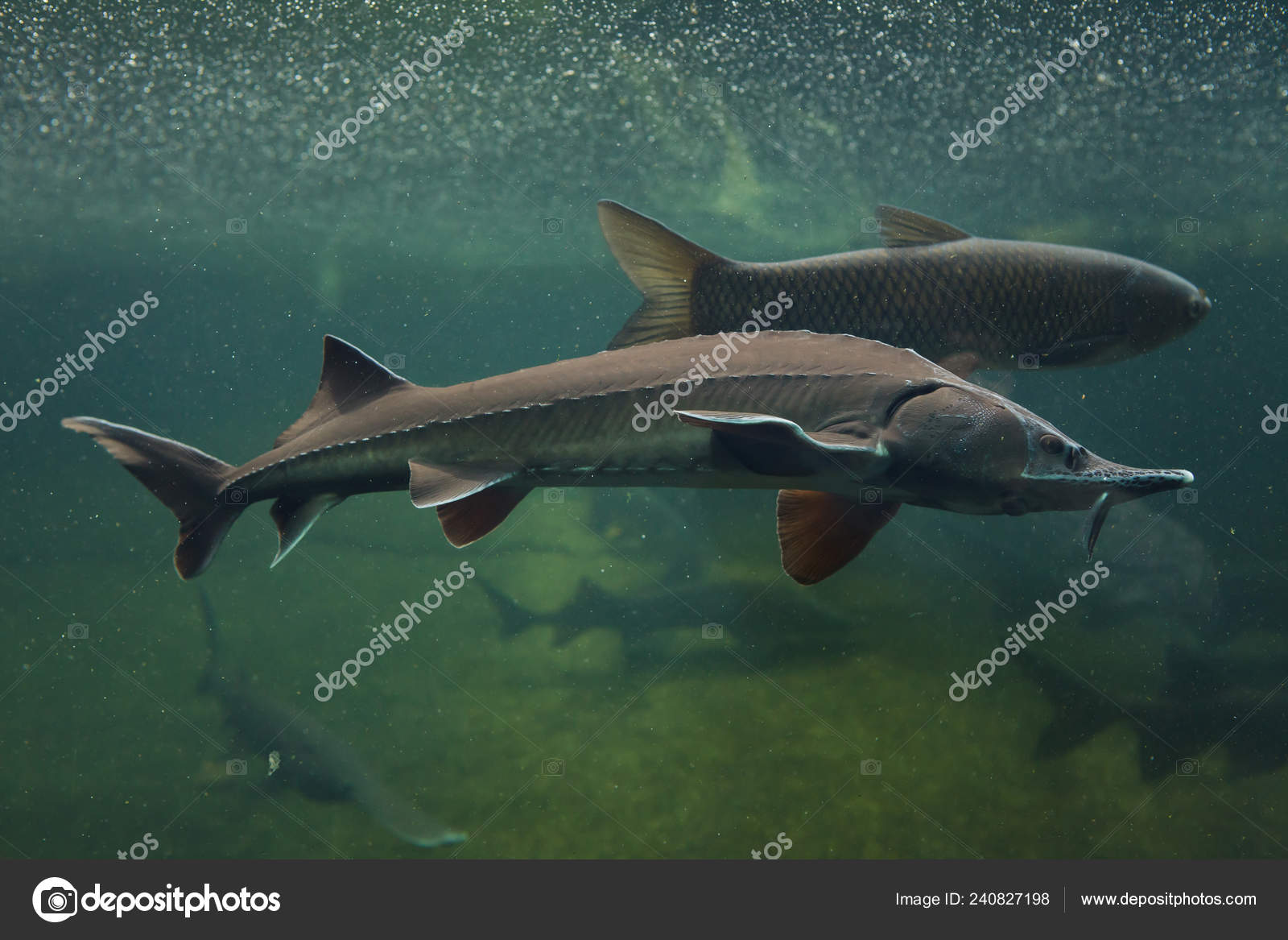 Siberian Sturgeon Acipenser Baerii Freshwater Fish Stock Photo by ...