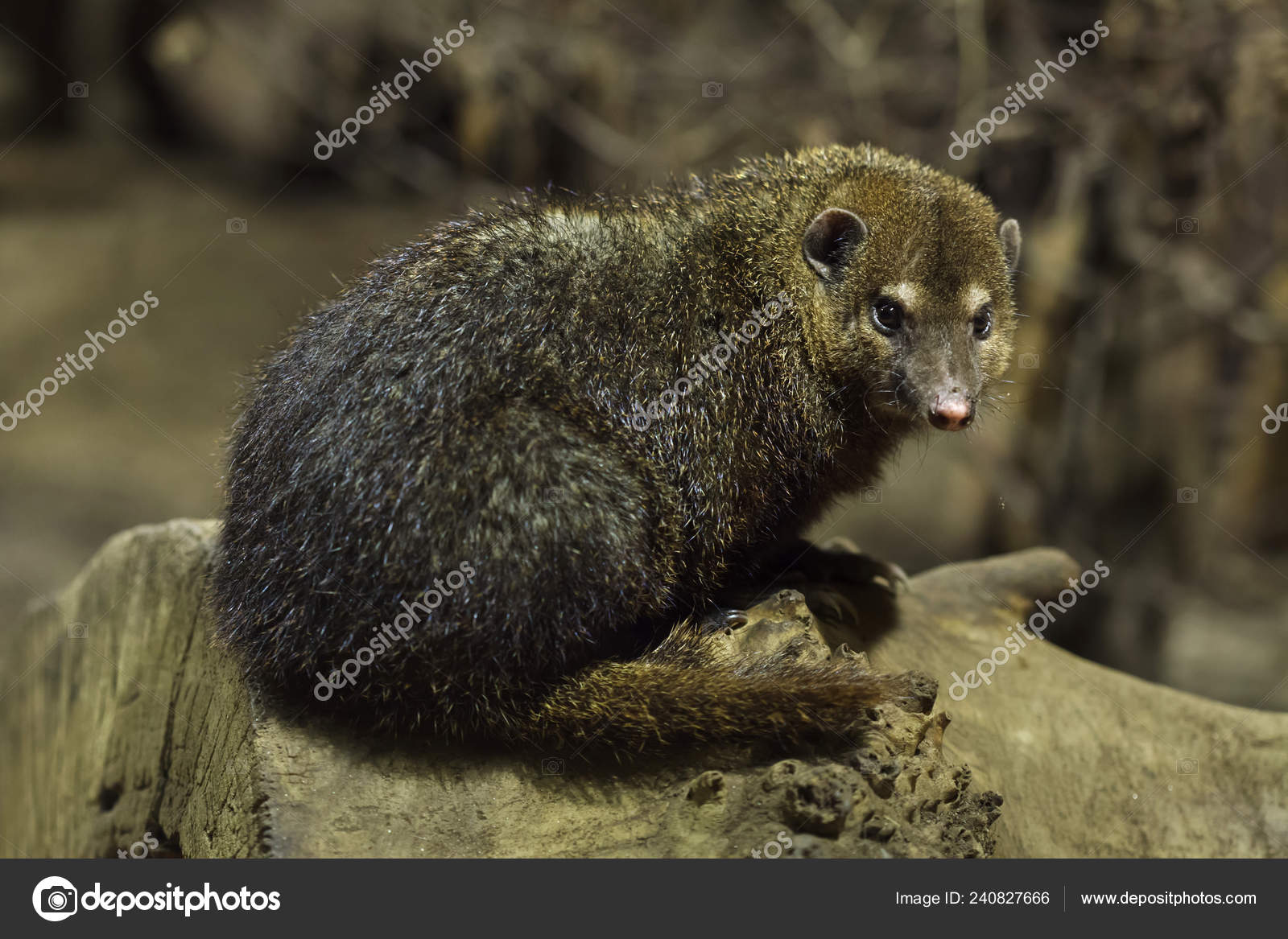 Common Kusimanse Also Known Long Nosed Kusimanse — Stock Photo ...