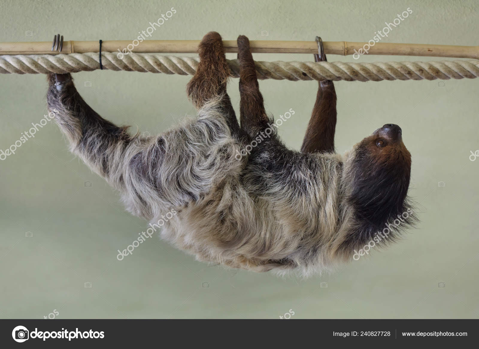 Linnaeus Two Toed Sloth Also Known Southern Two Toed Sloth — Stock ...