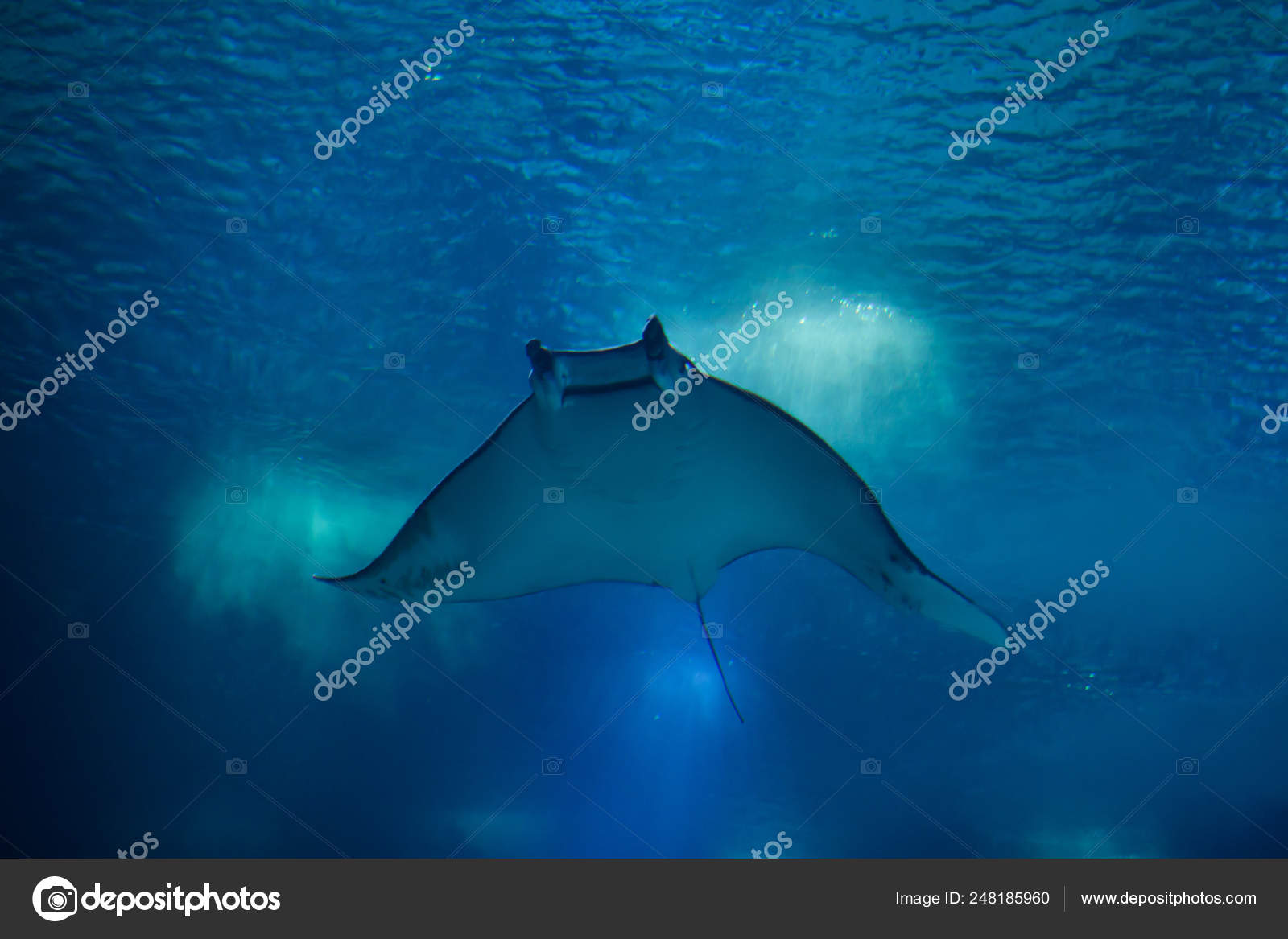 Devil fish (Mobula mobular) Stock Photo by ©wrangel 248185960