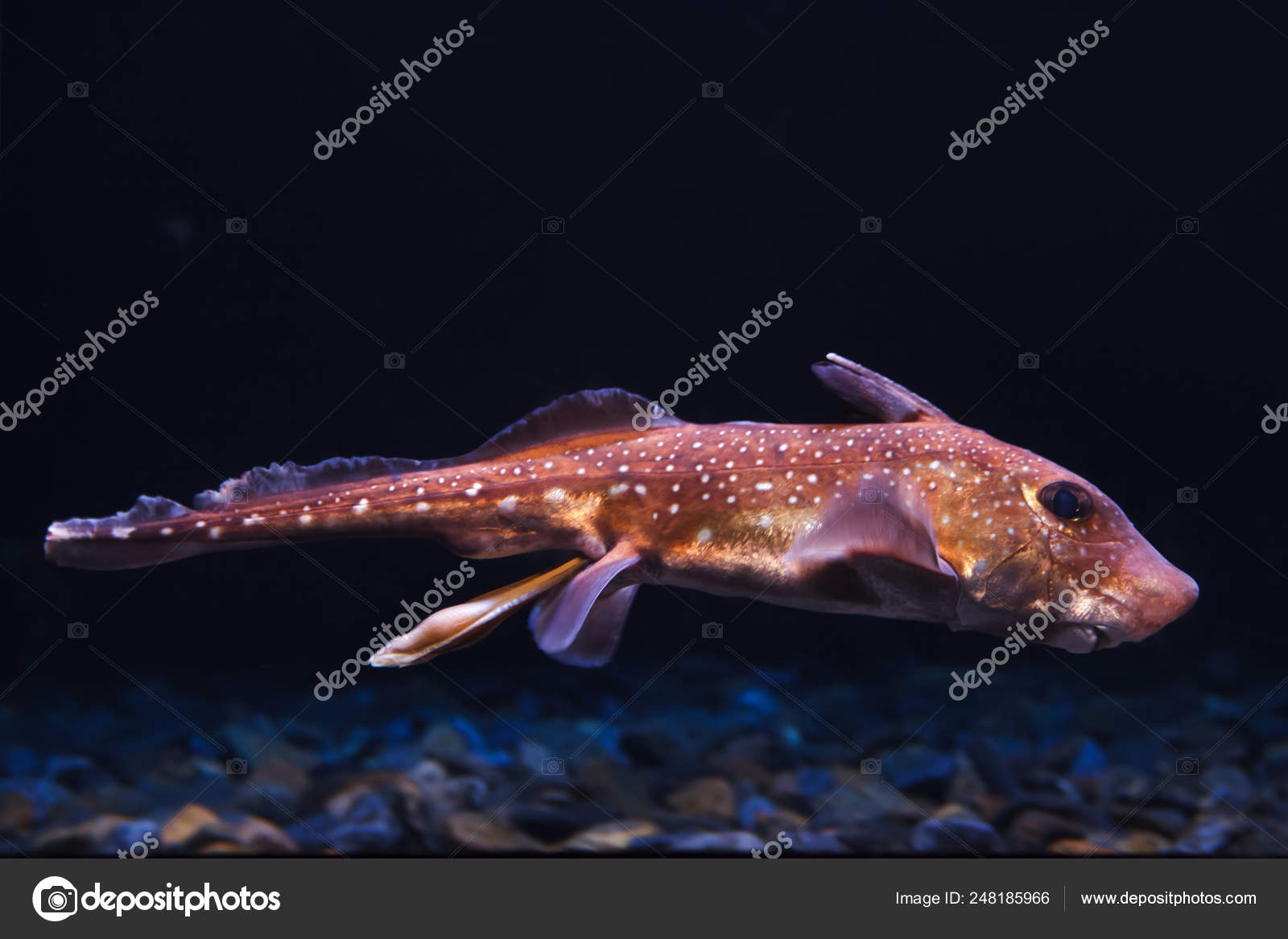 Woc Spotted Ratfish